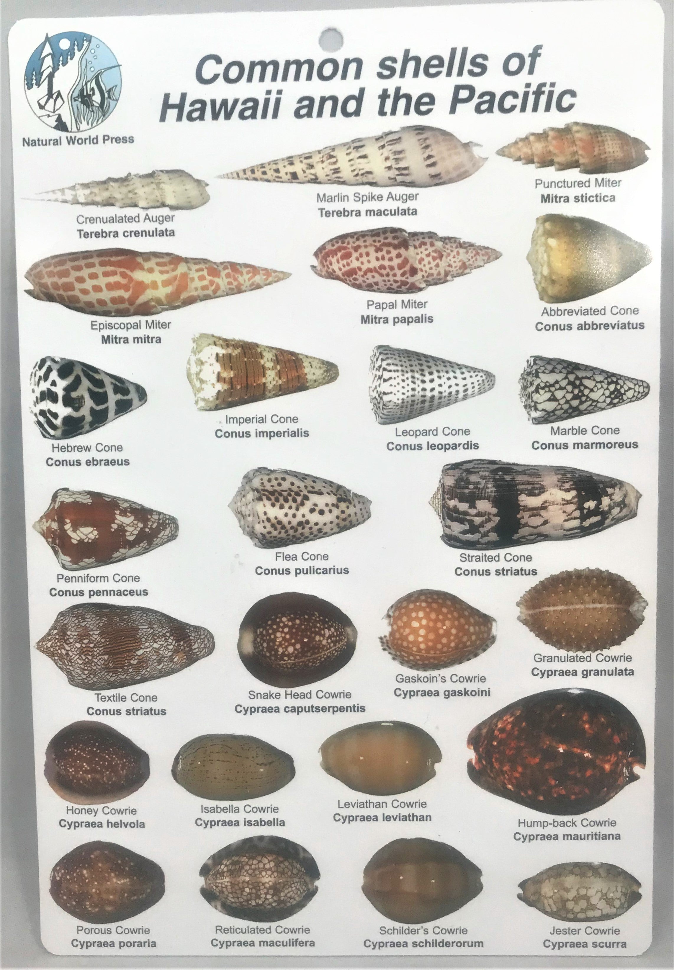 Common Shells of Hawai'i and the Pacific